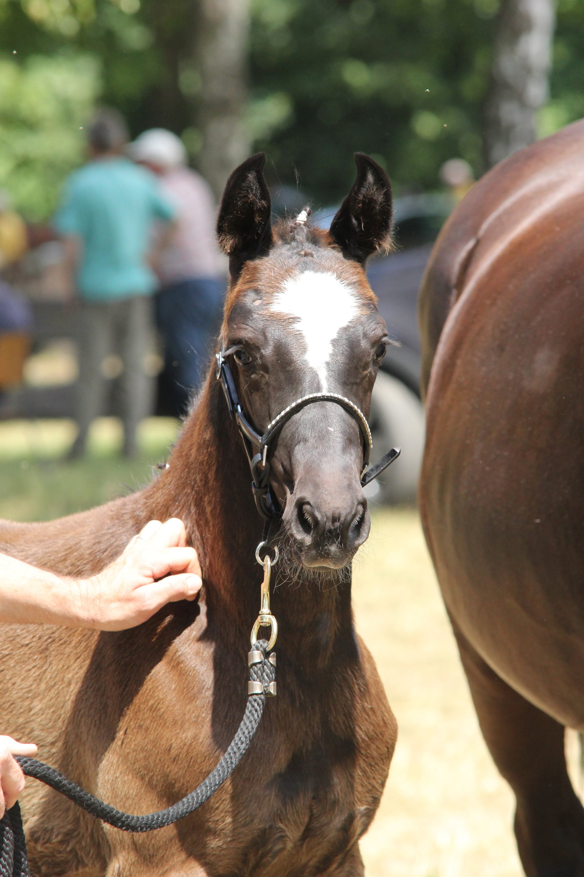 2015 Fantastic Look du Neuhof