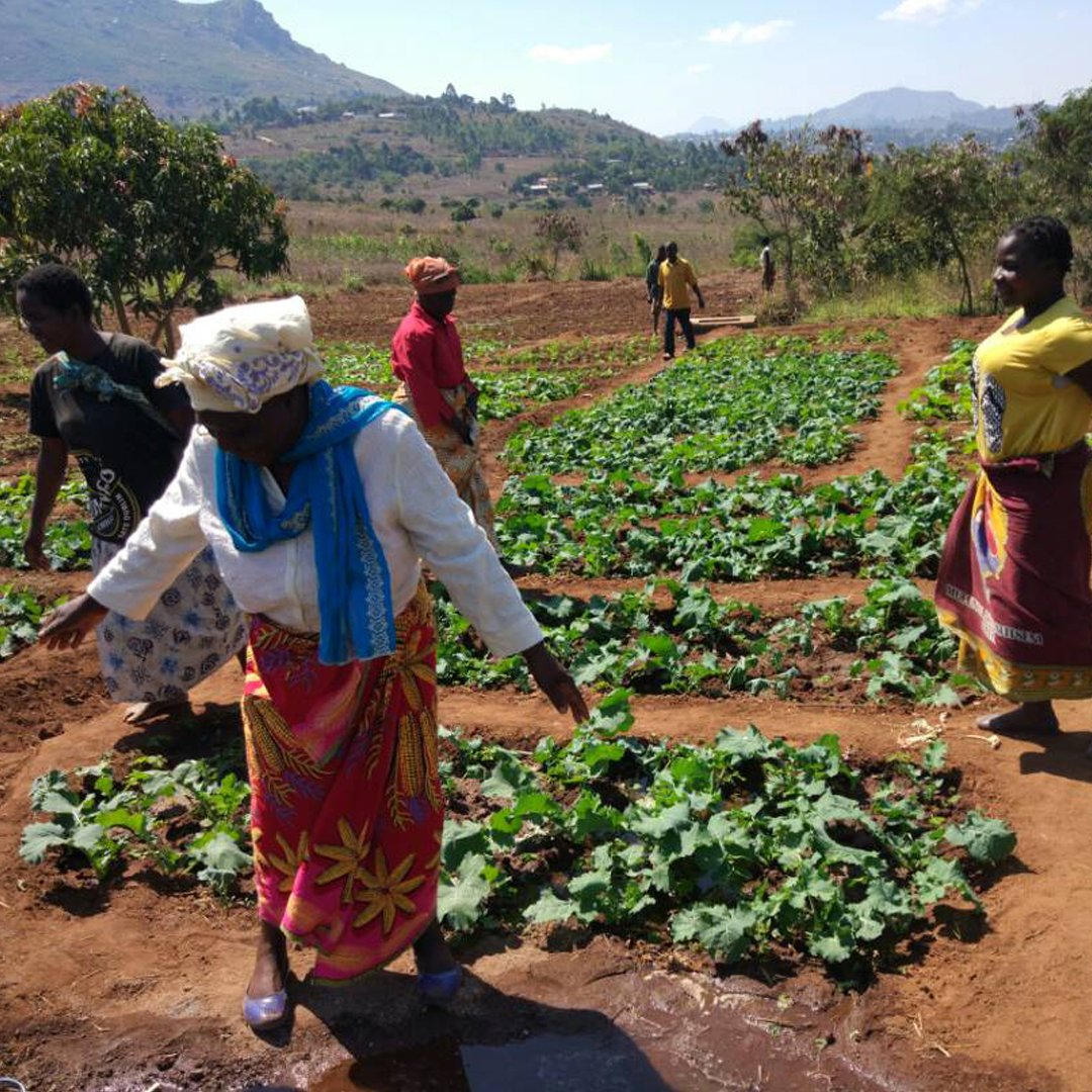 Malawi Water Irrigation | Peace & Relief International