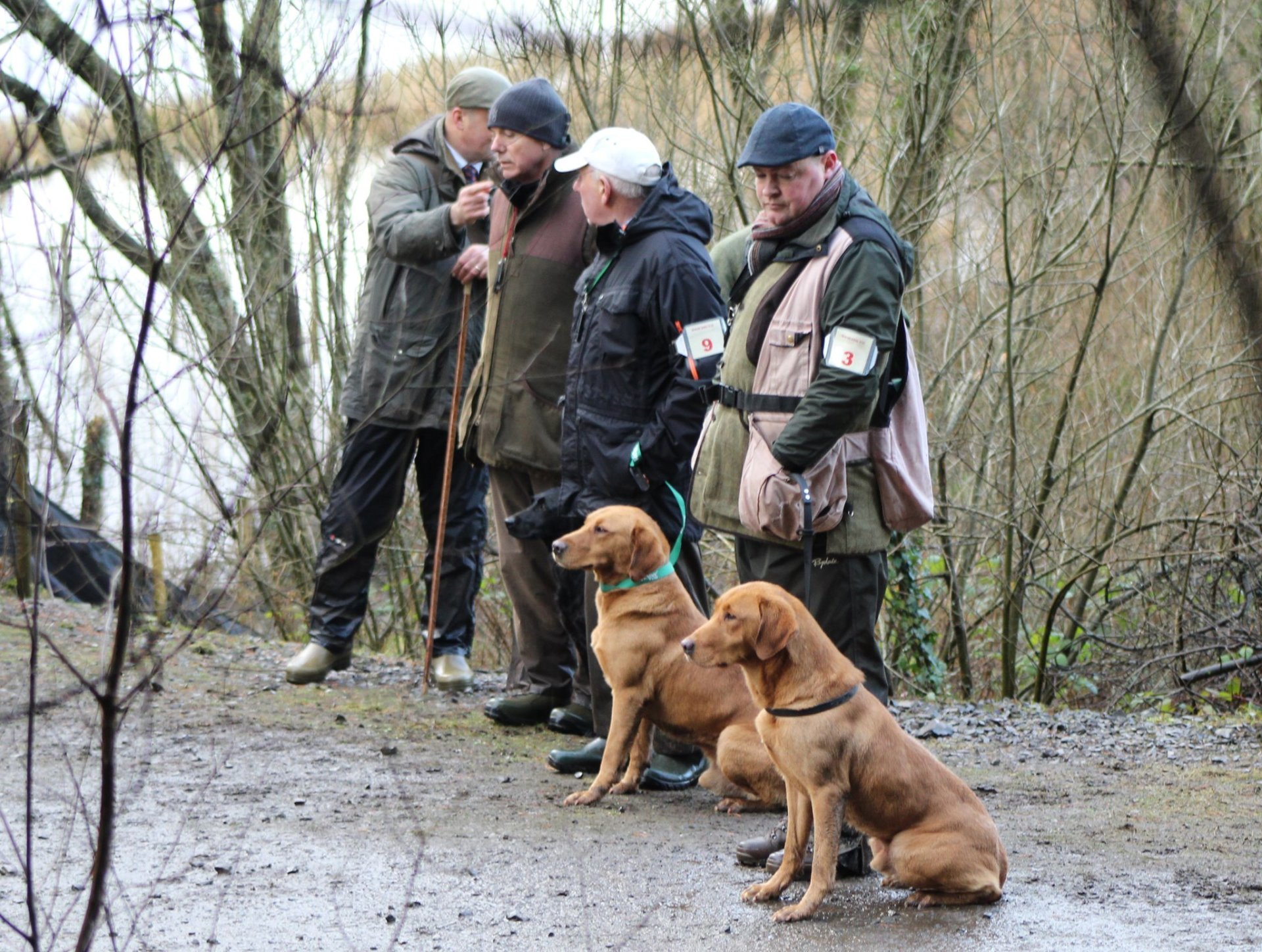 Waterstone Labradors Photo Gallery