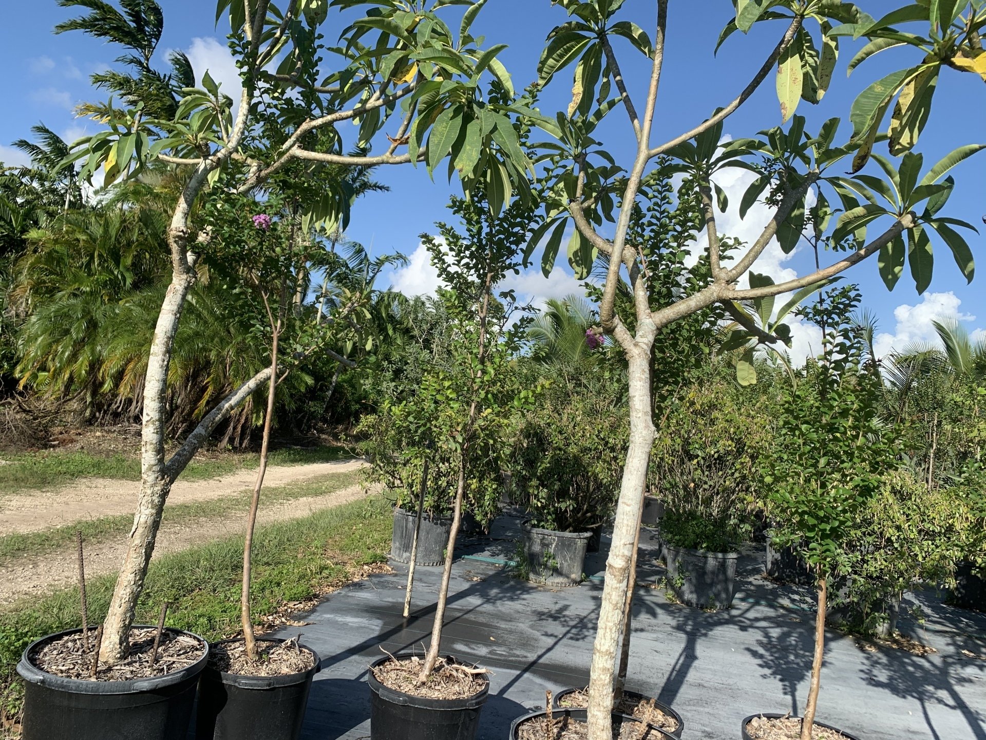 South Miami Landscape nursery, Plant Nursery, Native plant