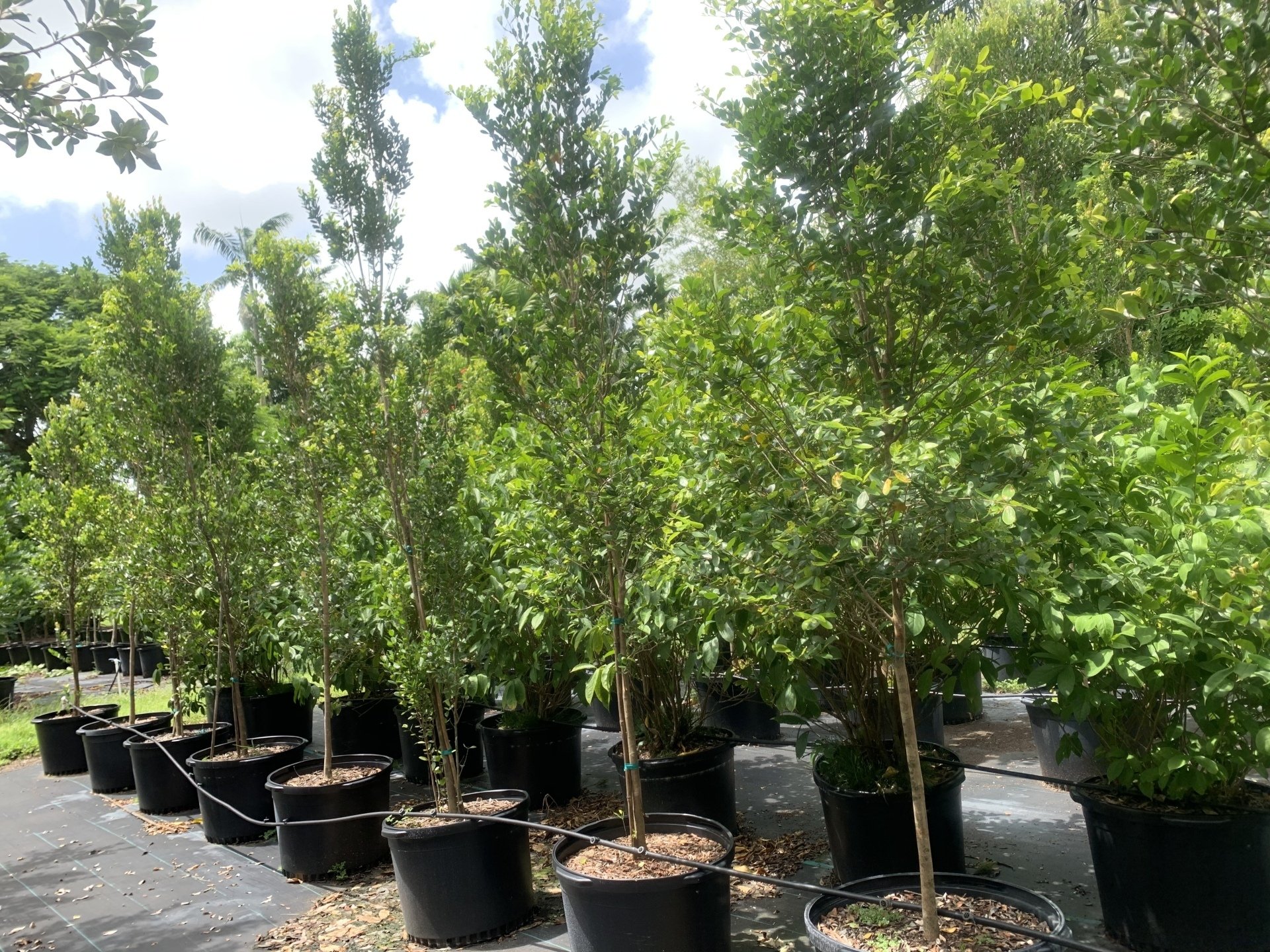 South Miami Landscape nursery, Plant Nursery, Native plant