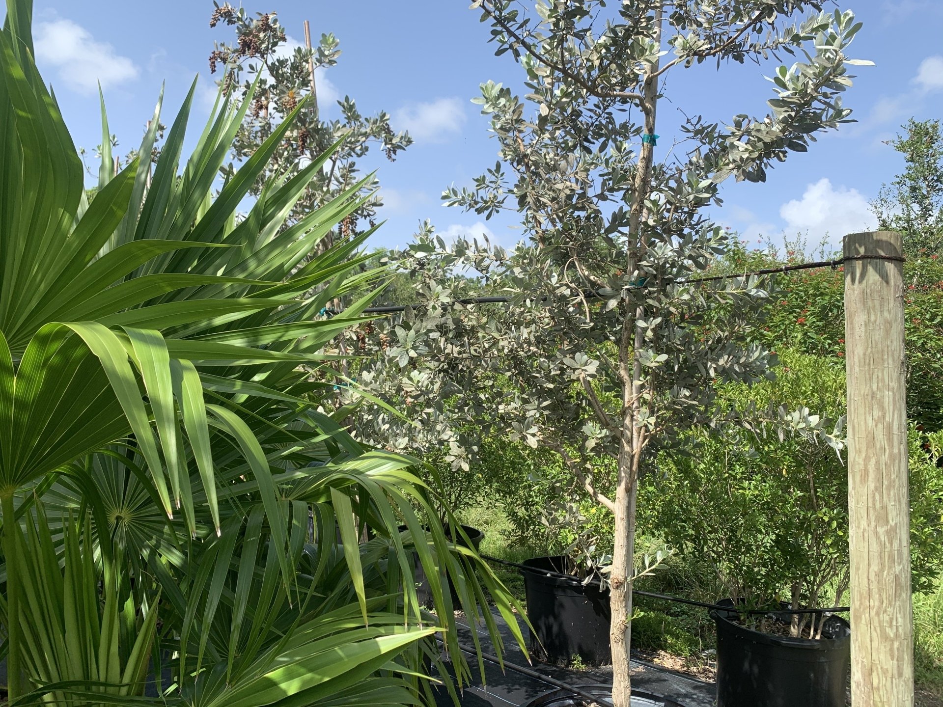 South Miami Landscape nursery, Plant Nursery, Native plant