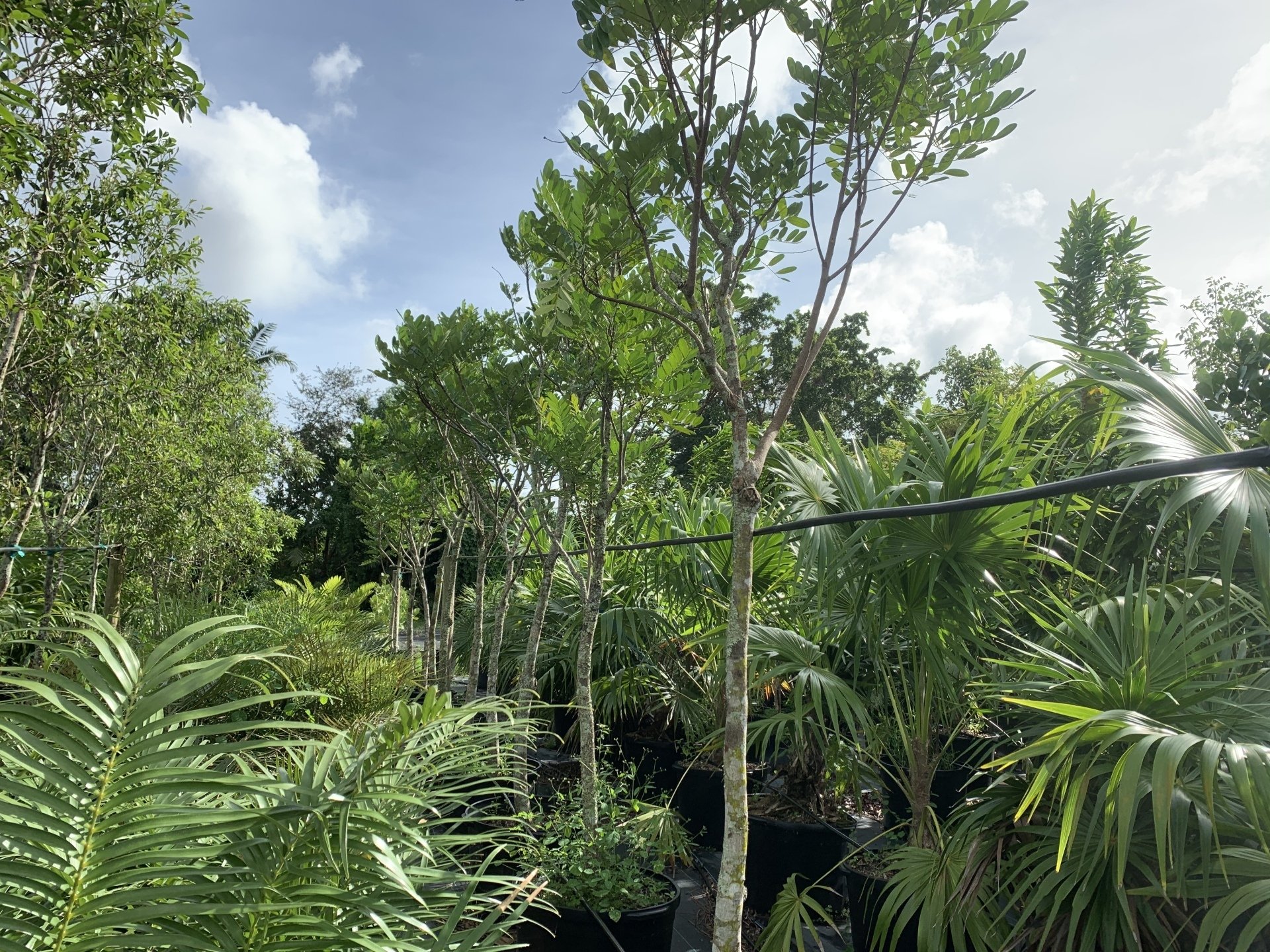 South Miami Landscape nursery, Plant Nursery, Native plant