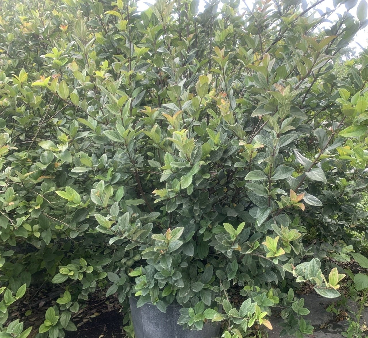 South Miami Landscape nursery, Plant Nursery, Native plant