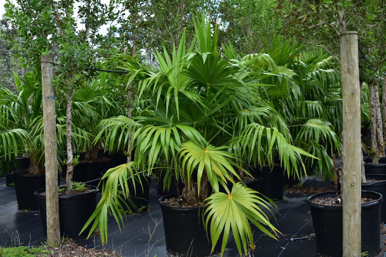 South Miami Landscape nursery, Plant Nursery, Native plant