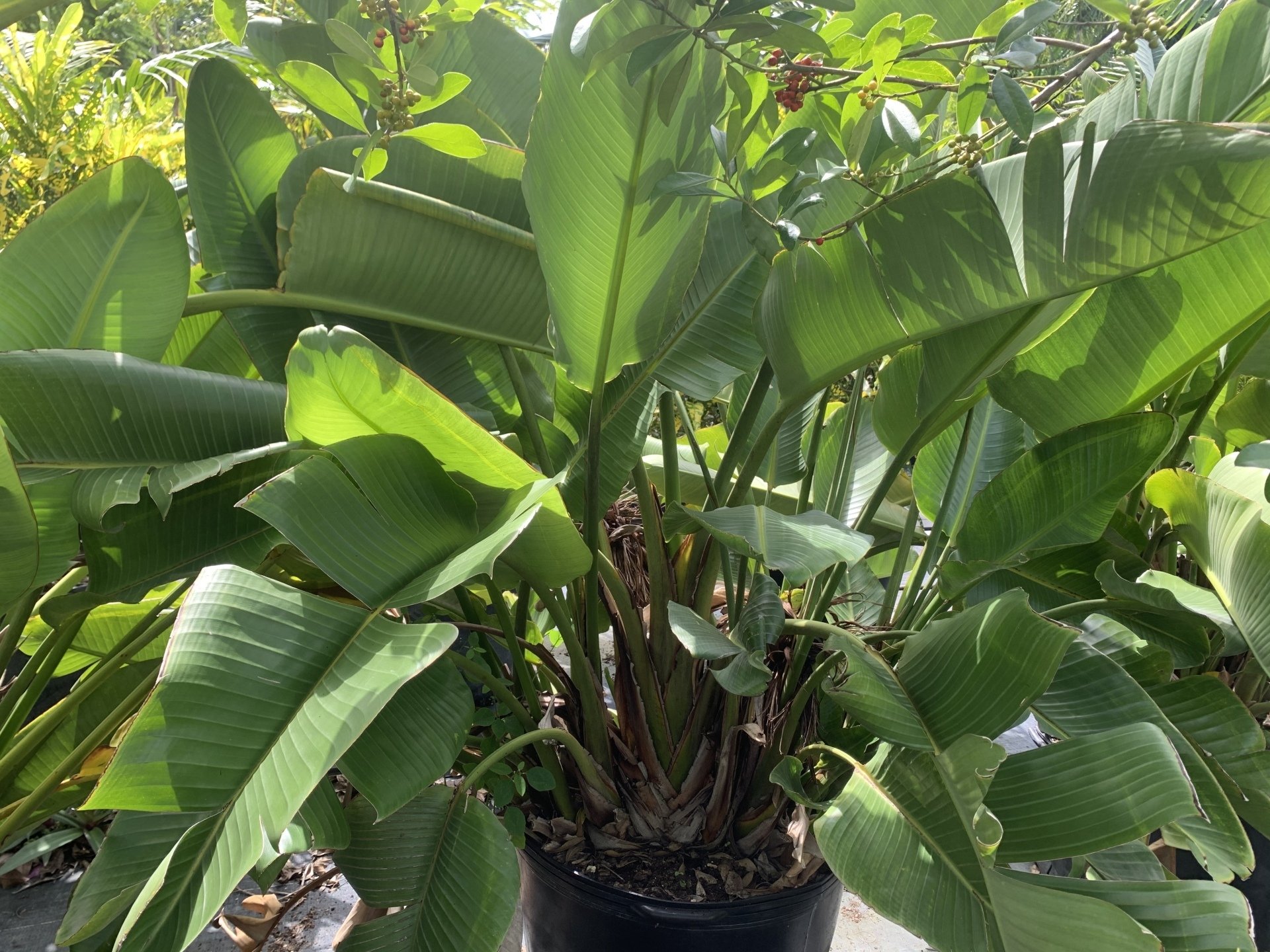 South Miami Landscape nursery, Plant Nursery, Native plant