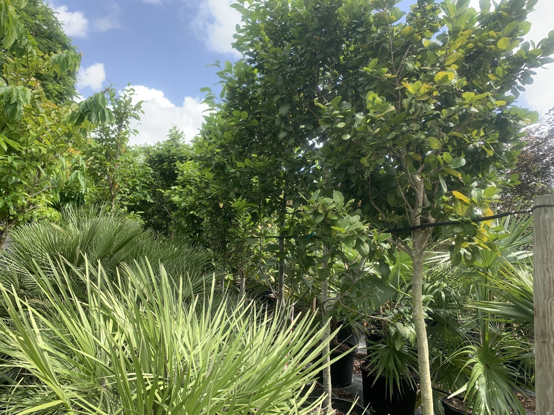 South Miami Landscape nursery, Plant Nursery, Native plant