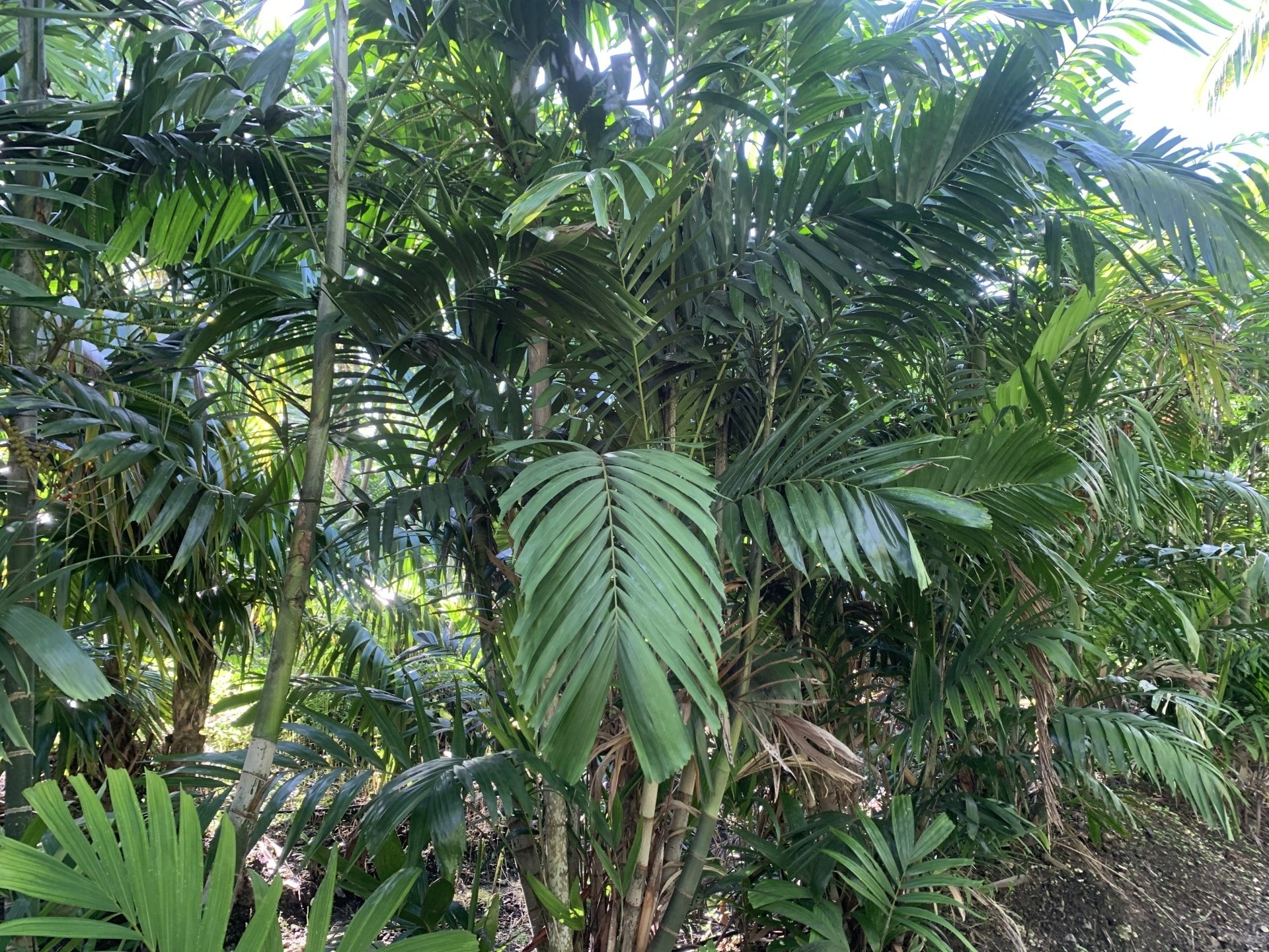 South Miami Landscape nursery, Plant Nursery, Native plant