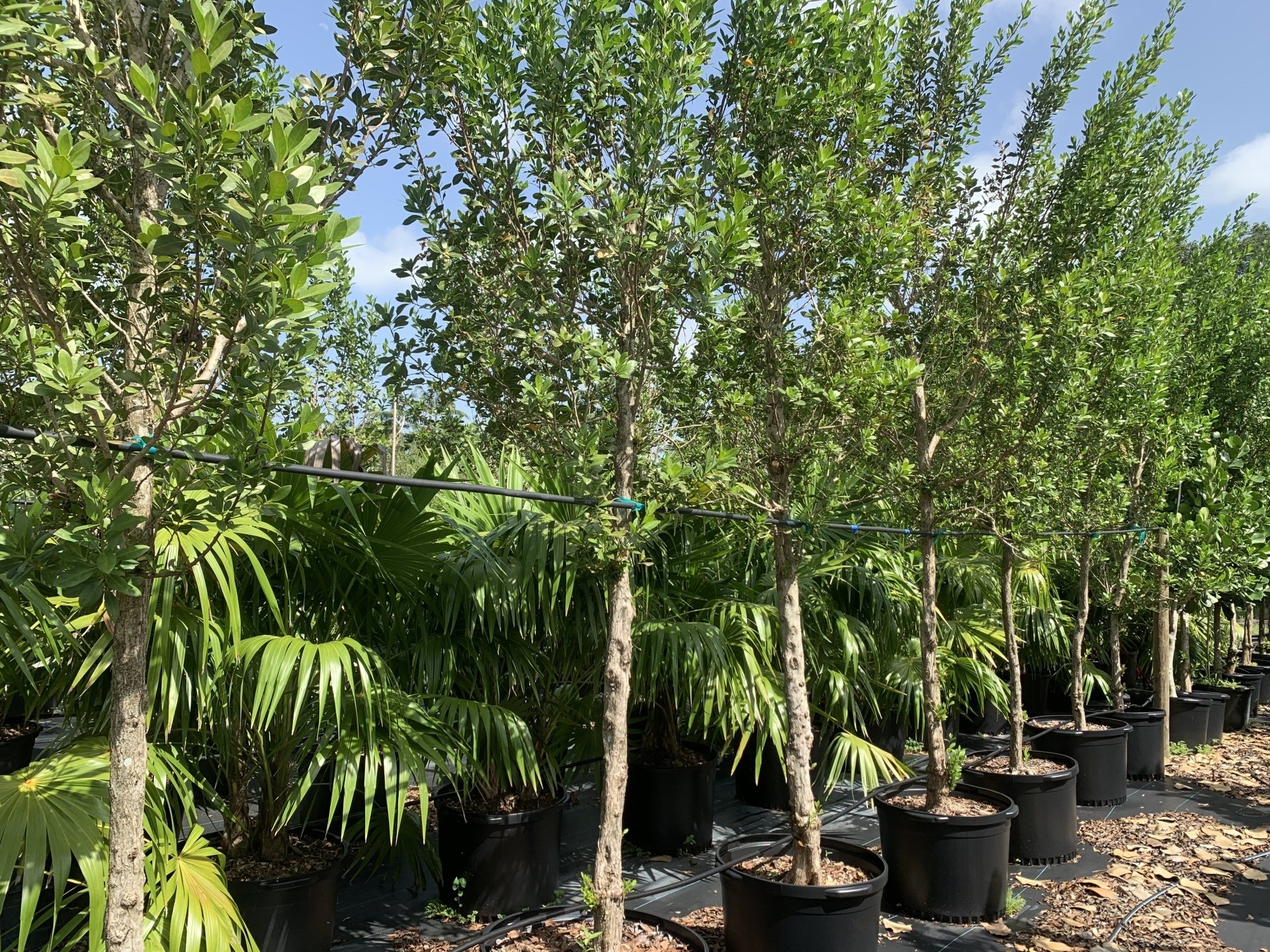 South Miami Landscape nursery, Plant Nursery, Native plant