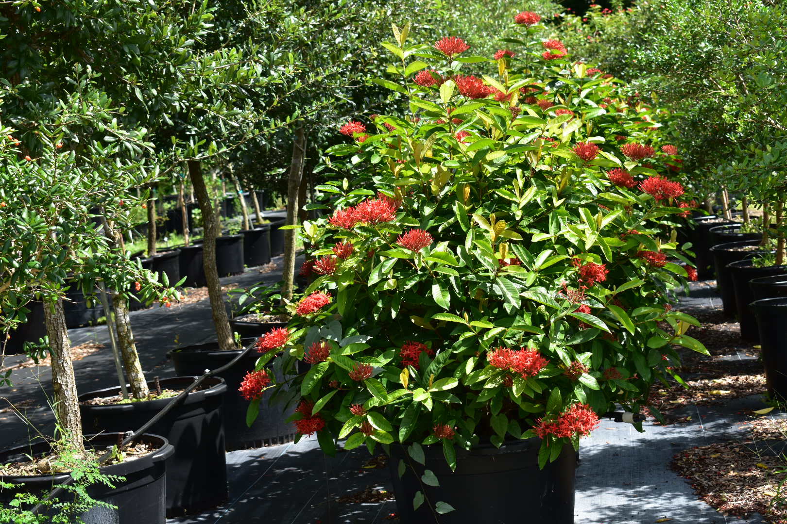 South Miami Landscape nursery, Plant Nursery, Native plant