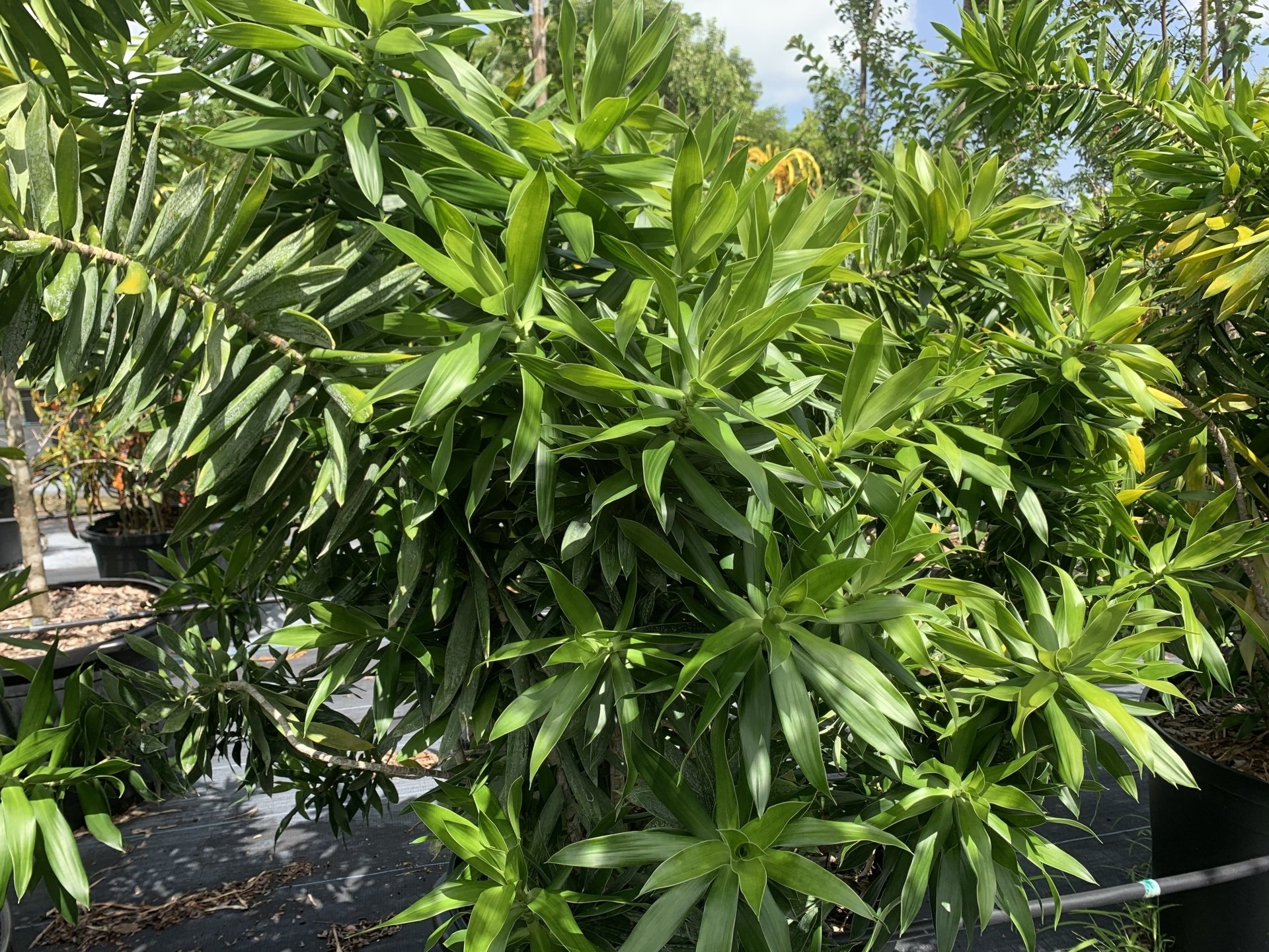 South Miami Landscape nursery, Plant Nursery, Native plant