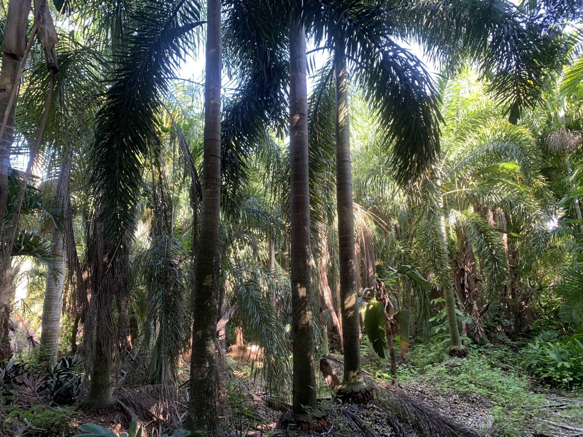 South Miami Landscape nursery, Plant Nursery, Native plant