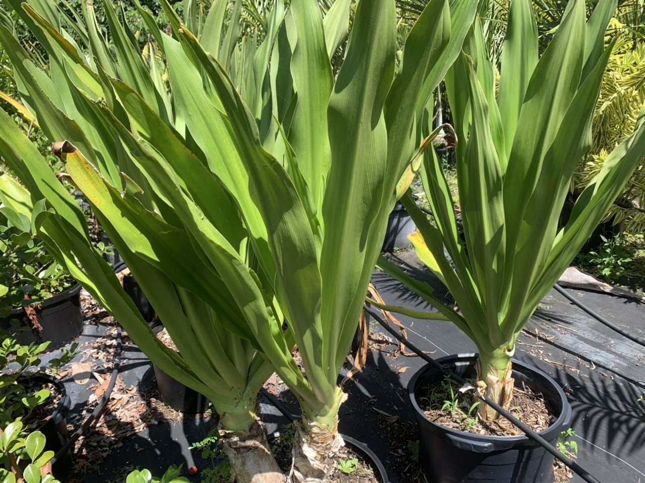 South Miami Landscape nursery, Plant Nursery, Native plant