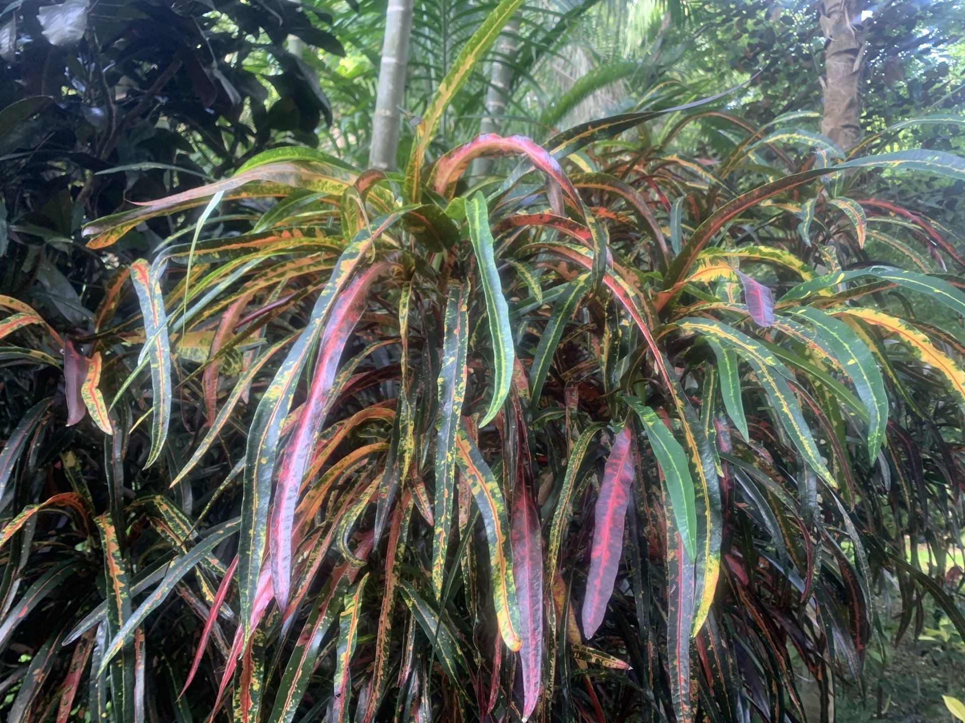 South Miami Landscape nursery, Plant Nursery, Native plant
