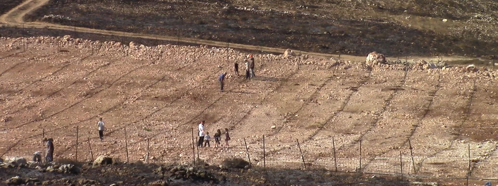 The Yitzhar Vineyard - CALL TO ACTION! - Protect Jews Fulfill Shmitta