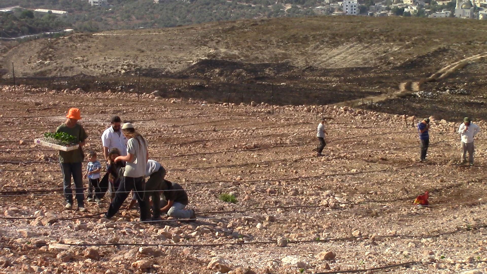 The Yitzhar Vineyard - CALL TO ACTION! - Protect Jews Fulfill Shmitta