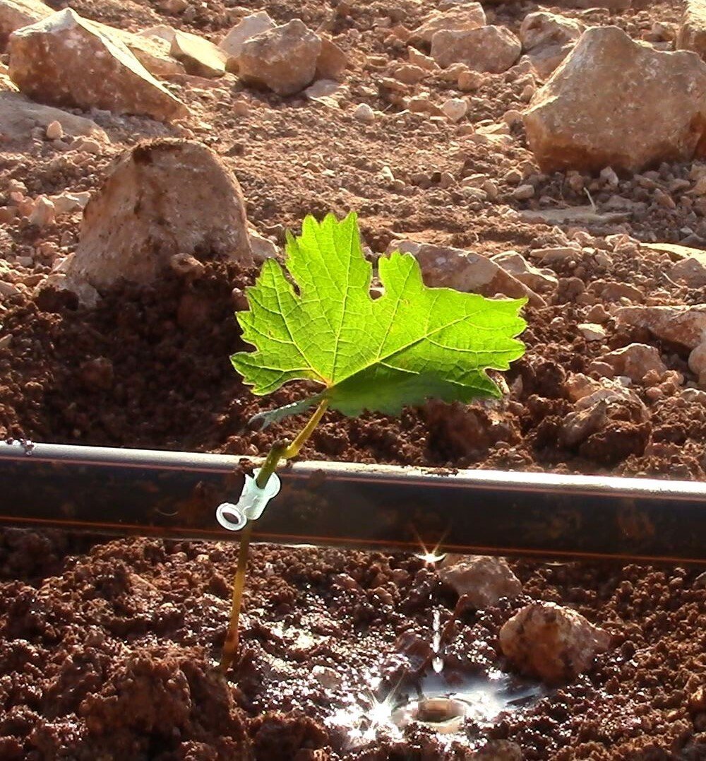 The Yitzhar Vineyard - CALL TO ACTION! - Protect Jews Fulfill Shmitta