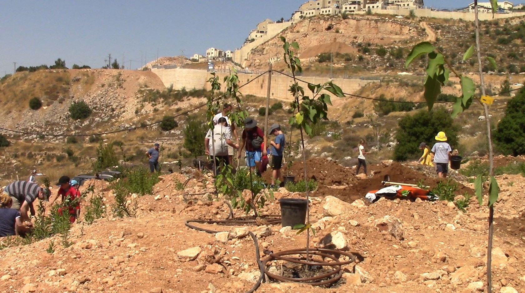 Home - Plant Fruit Trees in Israel with IsraelTrees.org - Zo Artzeinu