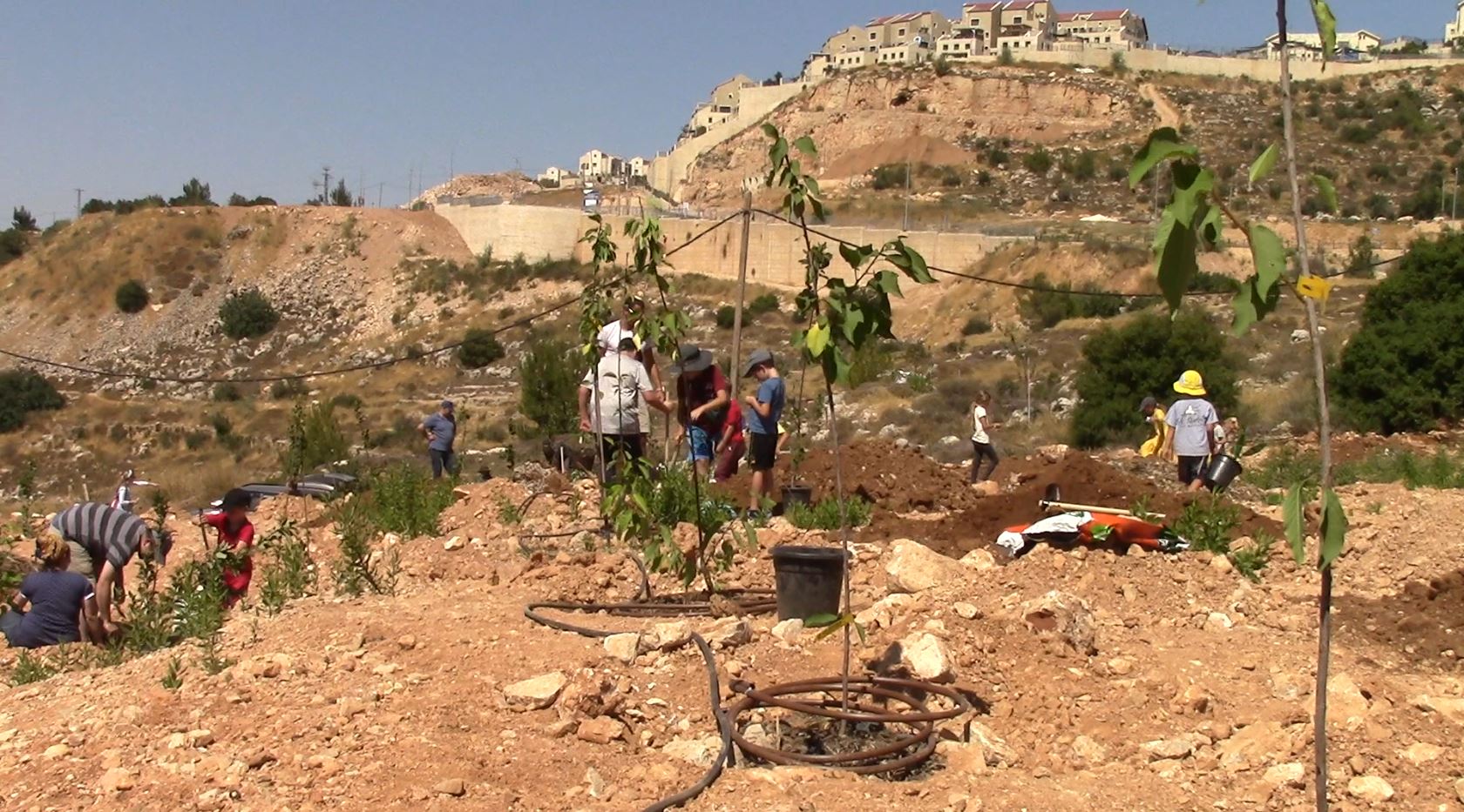 Home - Plant Fruit Trees in Israel with IsraelTrees.org - Zo Artzeinu
