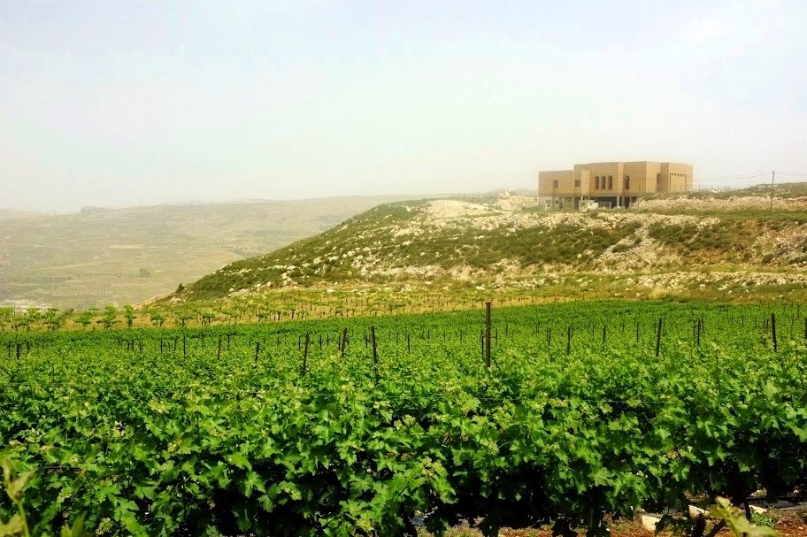 Miracle Shmitta Grapes in Yitzhar with Ariel Ben Sheitreet