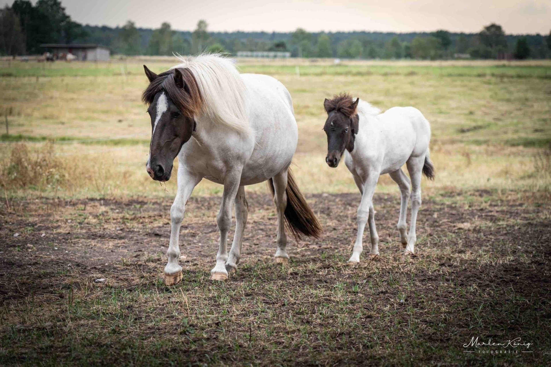 Islandpferde Zucht & Verkauf