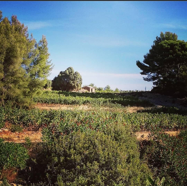 Domaine Pieracci | Dégustations & Événements