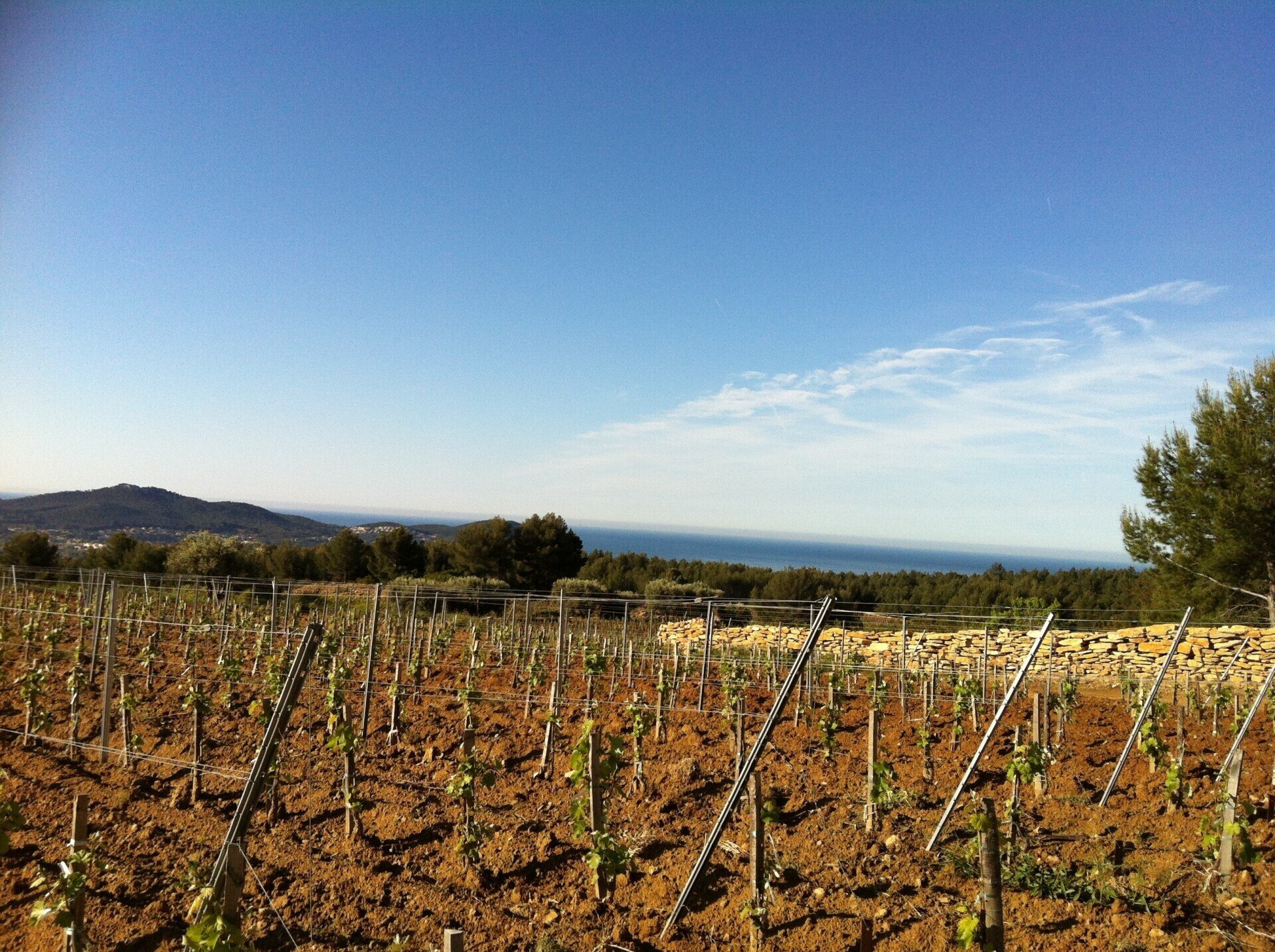 PIERACCI vins AOP Bandol, Côtes de Provence