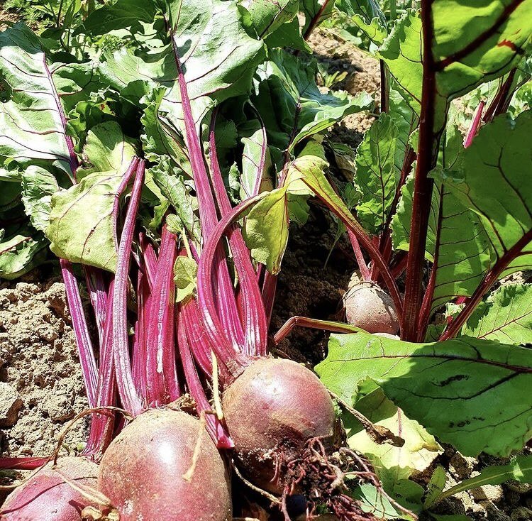 The Farm Shop | Brookelynne Farm