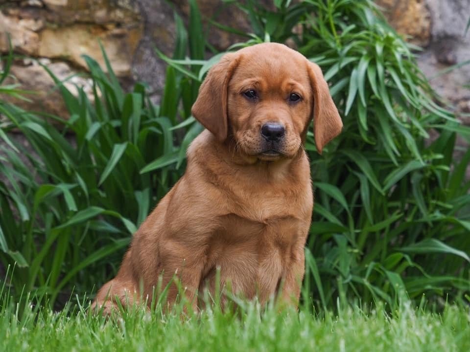 Allevamento Labrador Fox Red (rosso volpe) in Lombardia