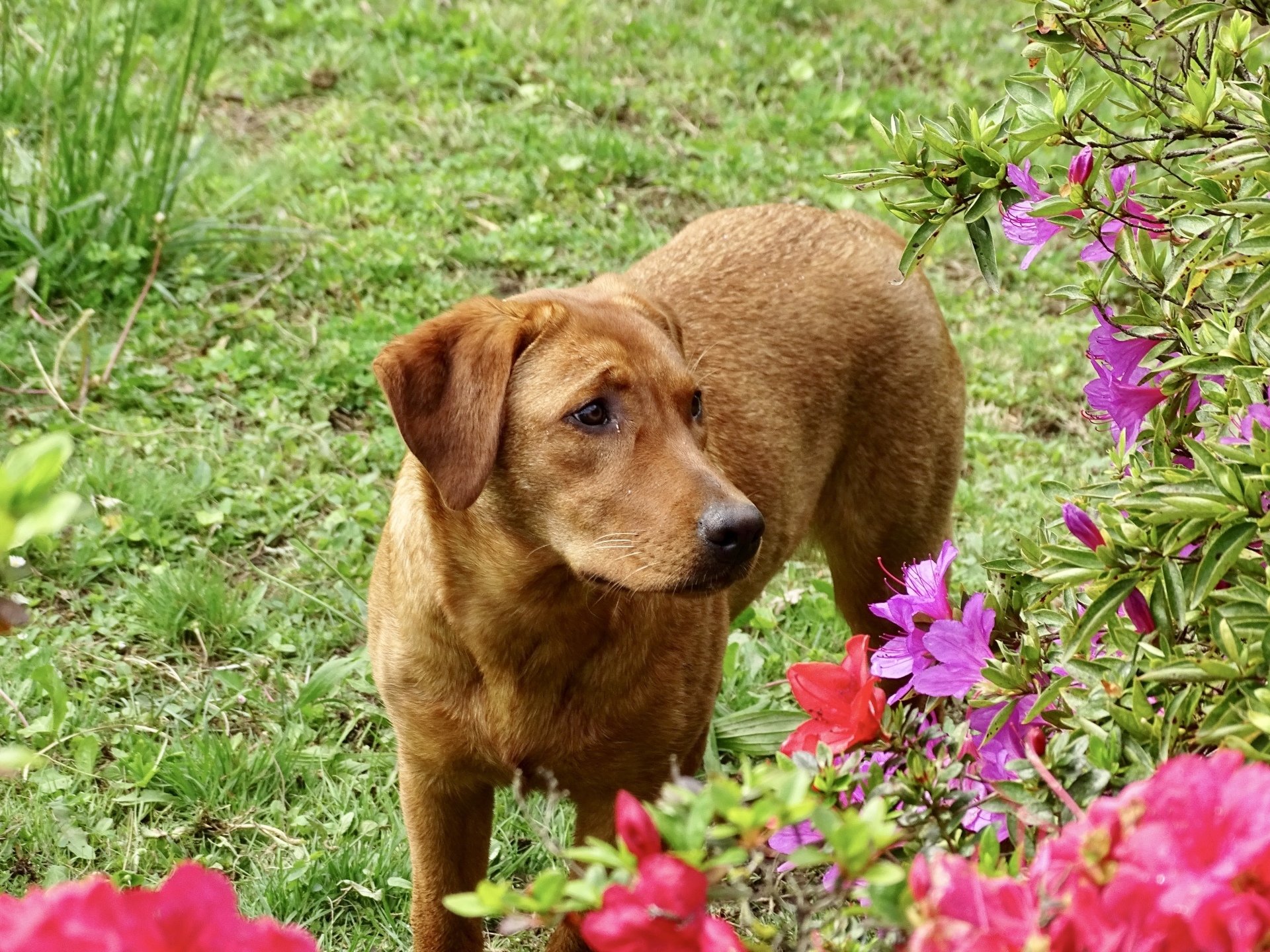 Labrador Retriever Foxred Liebhaber-Zucht in Norditalien