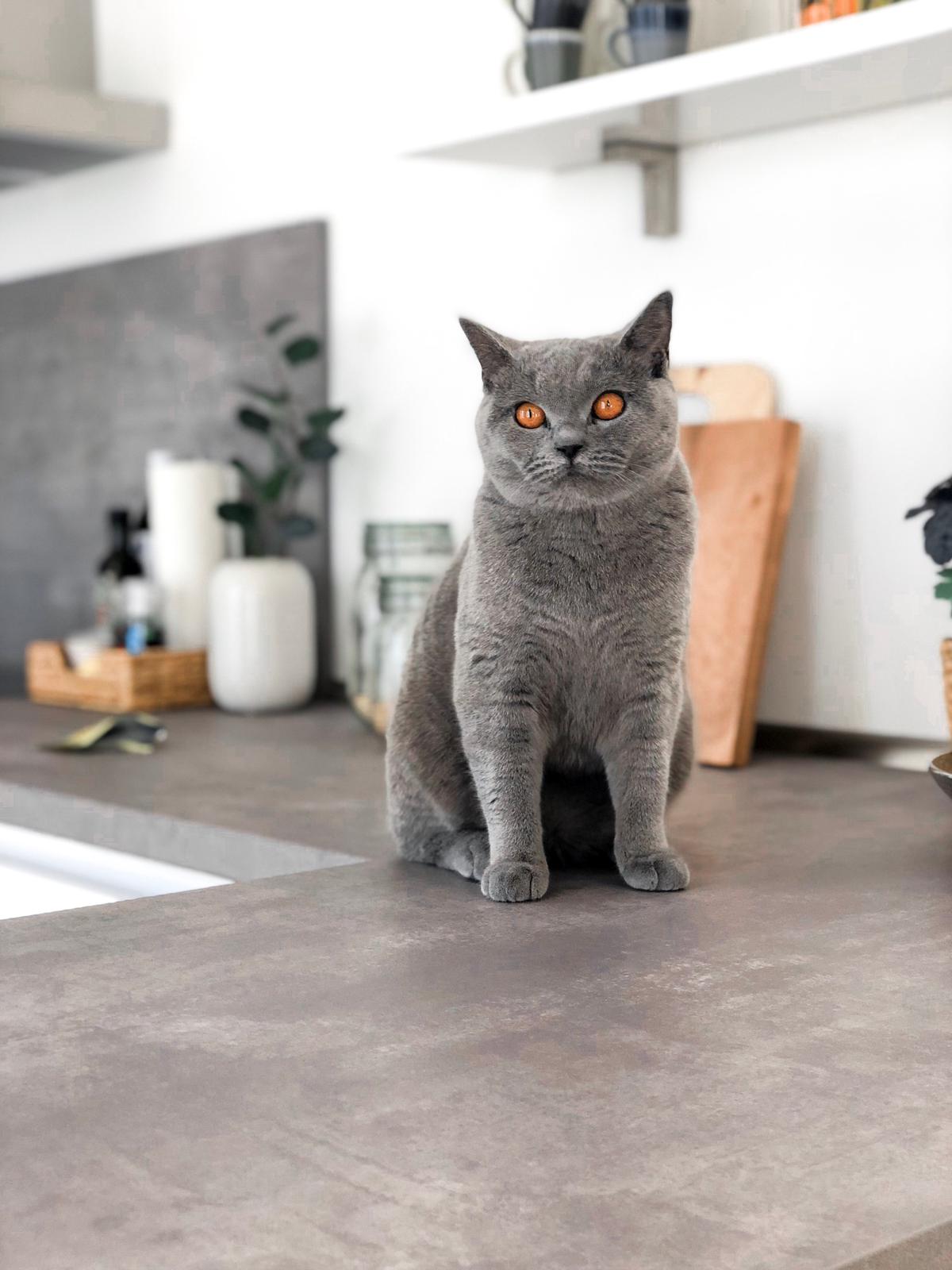 Britisch Kurzhaar Katzen kaufen - direkt vom BKH Züchter aus Osnabrück