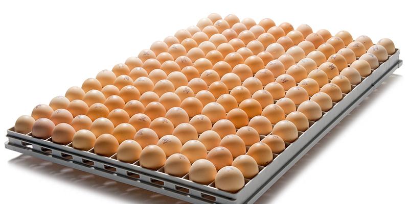 Commercial Egg Washing Machines | Egg Sanitation Equipment