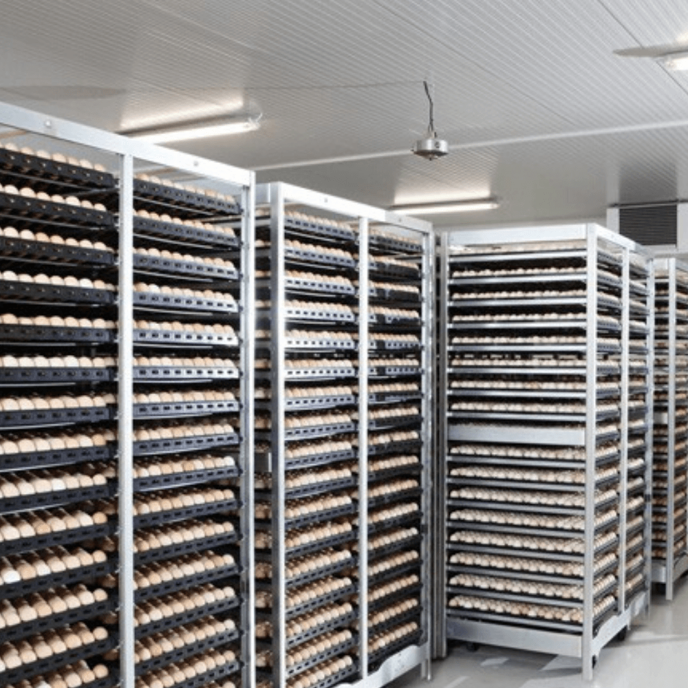 Commercial Egg Washing Machines | Egg Sanitation Equipment