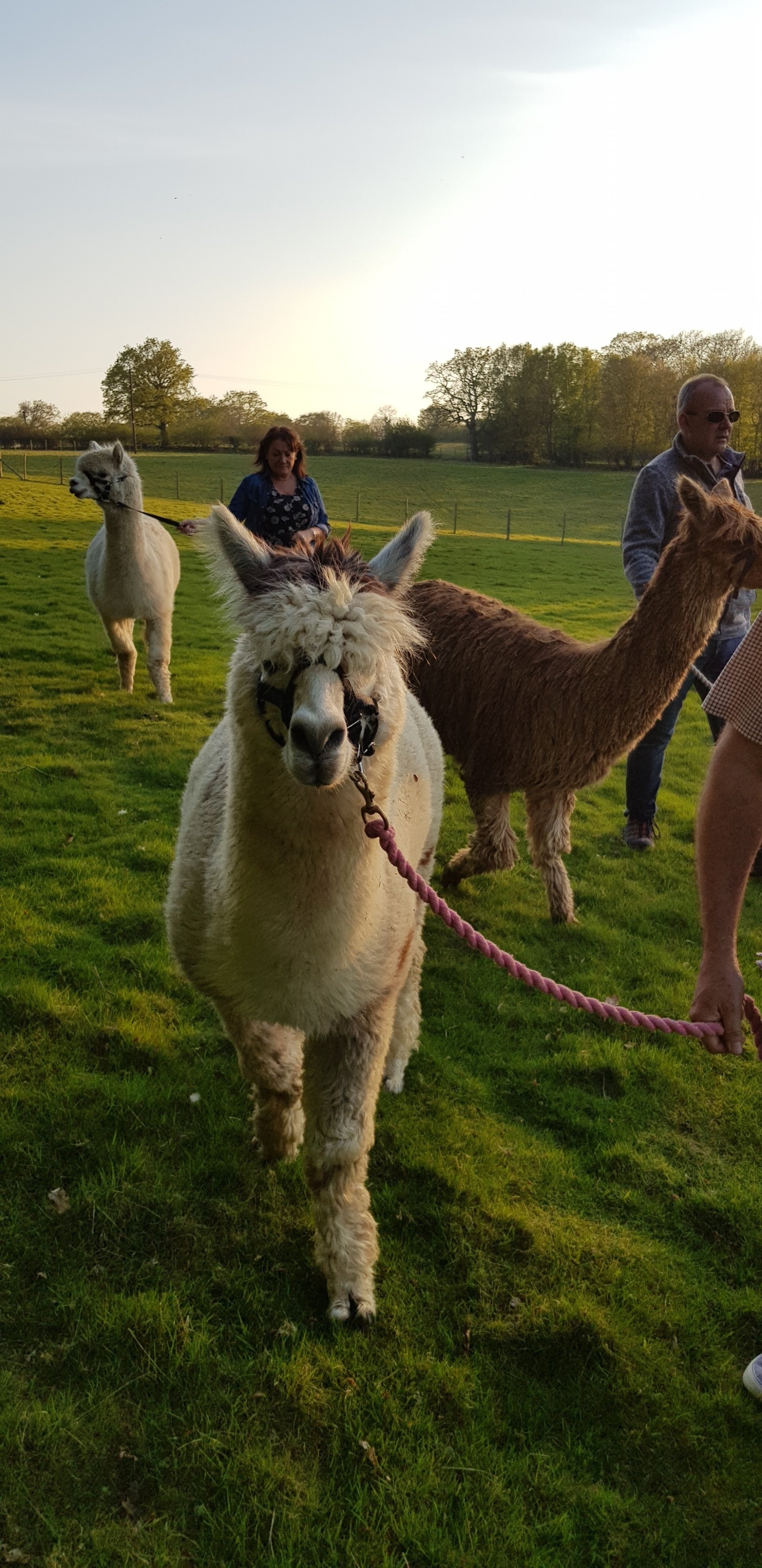 Alpaca walking in private groups in East Sussex - Kent border