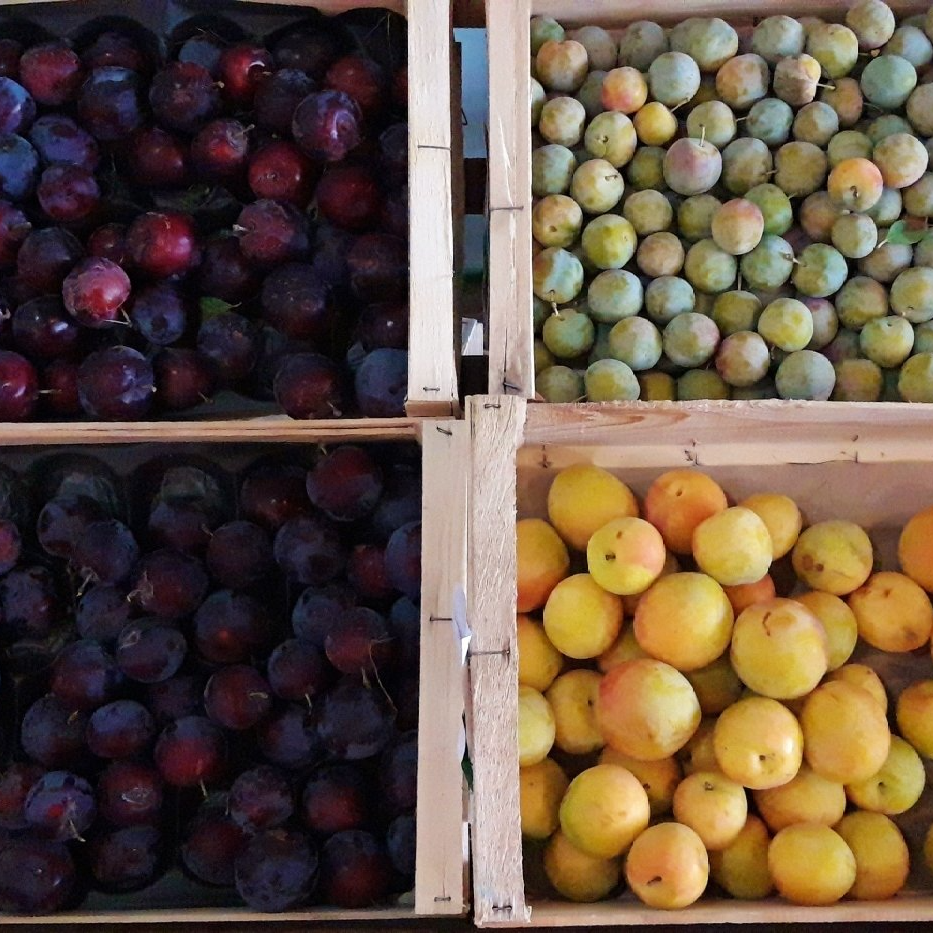 Cueillette de prunes producteurs fruits Tarn Rabastens