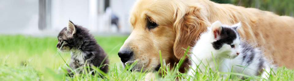 Biokanol Pharma GmbH - seit 20 Jahren für Sie da