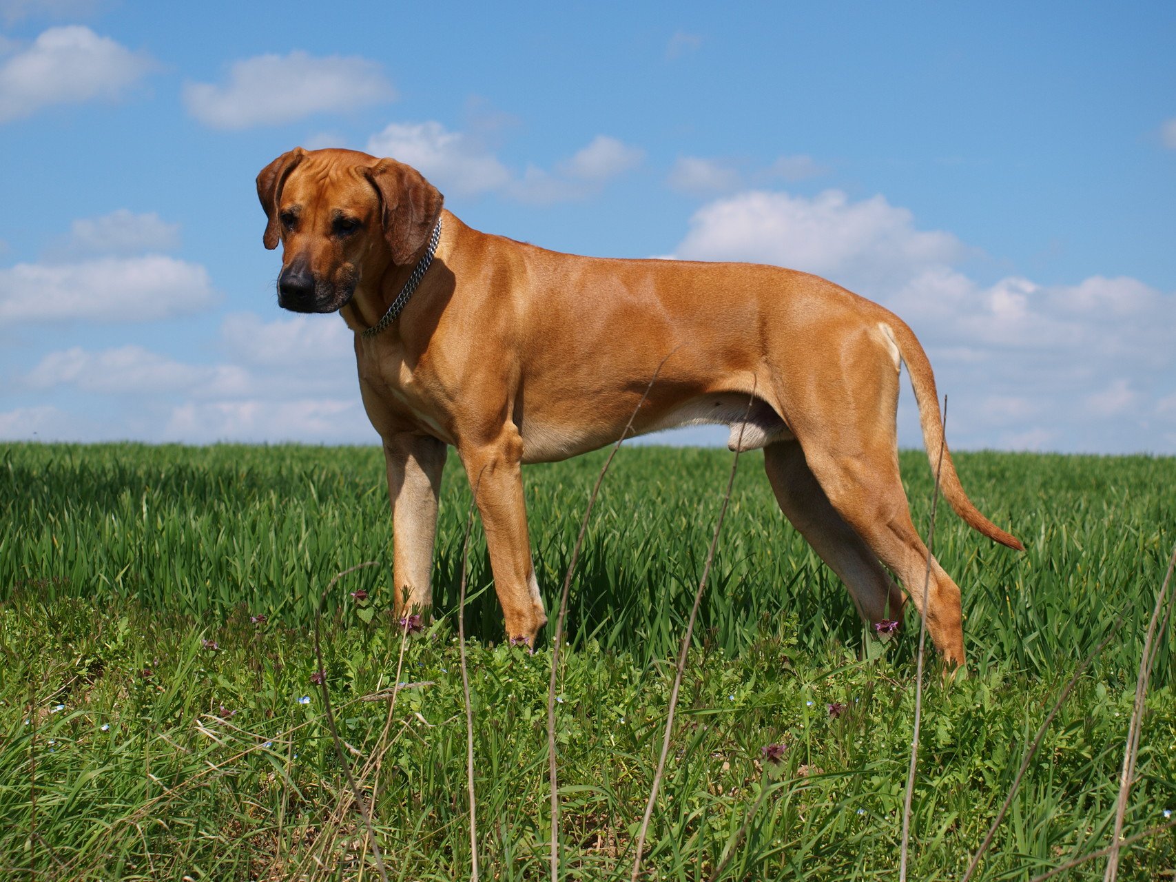 Rhodesian Ridgeback Breed Club, Zucht, Wurfankündigung, Welpen, Fotos
