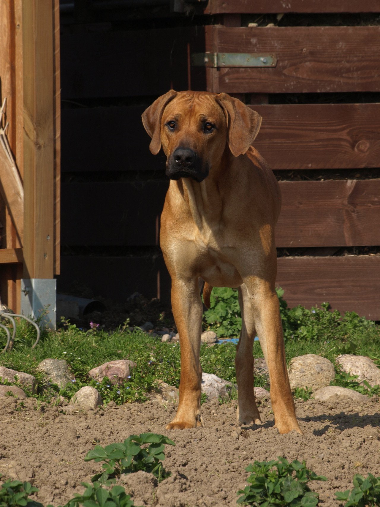 Rhodesian Ridgeback Breed Club, Zucht, Wurfankündigung, Welpen, Fotos