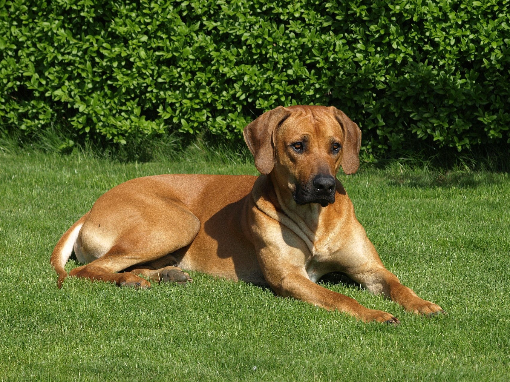 Rhodesian Ridgeback Breed Club, Zucht, Wurfankündigung, Welpen, Fotos