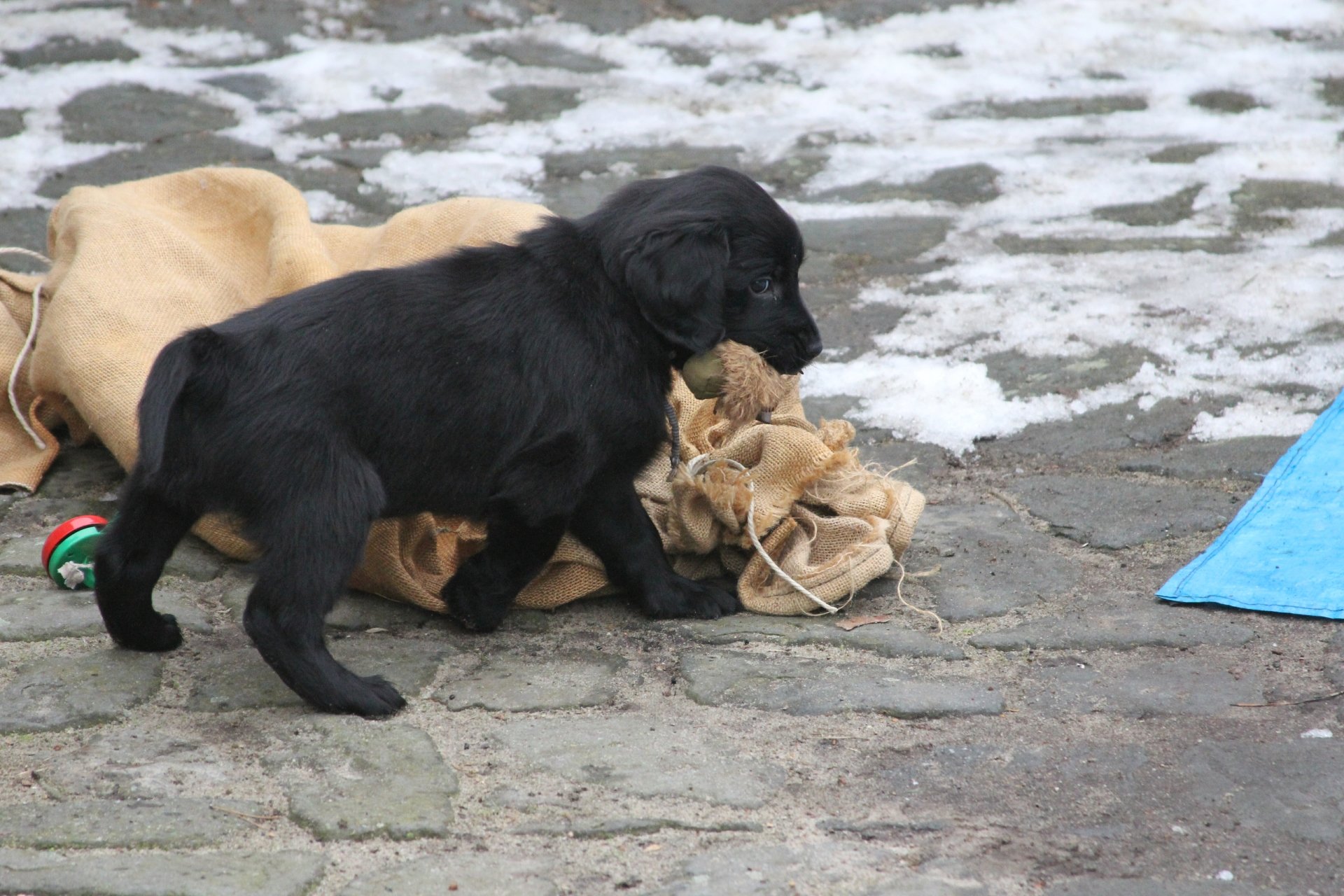 Stoneyard's dark velvet - Flat-Coated Retriever
