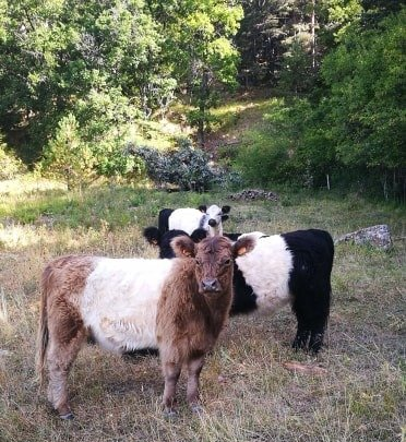 Vaches de race Galloway en Agriculture Biologique.