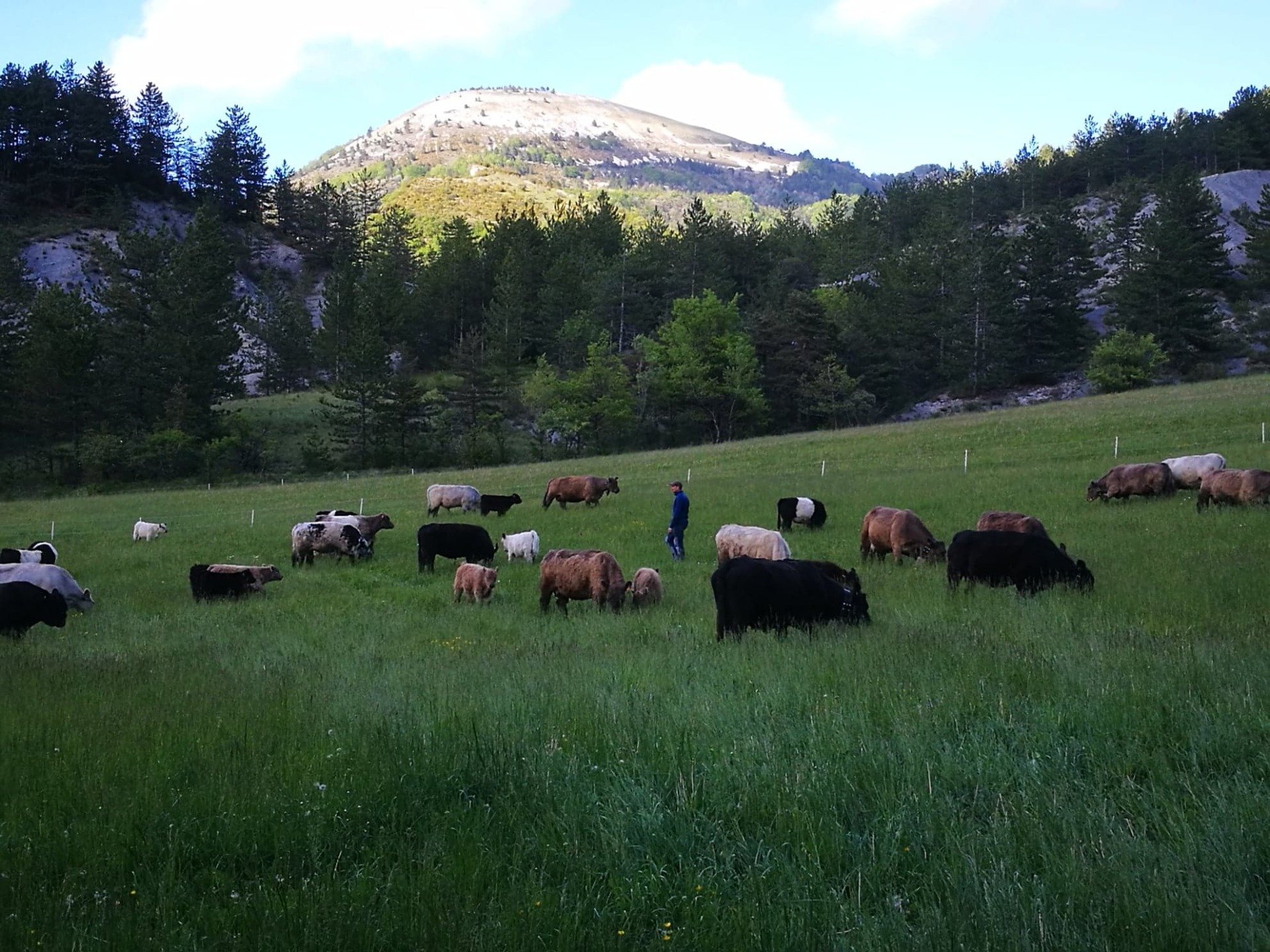 Vaches de race Galloway en Agriculture Biologique.
