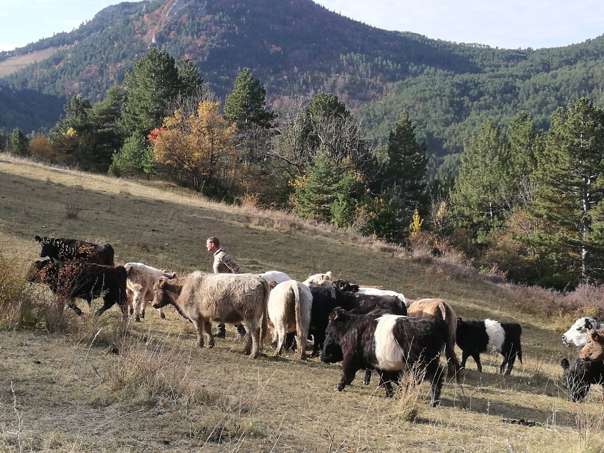 Vaches de race Galloway en Agriculture Biologique.
