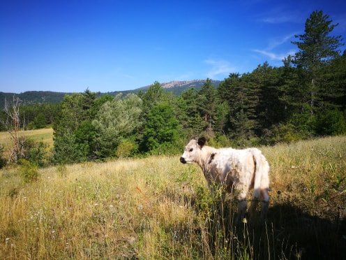 Vache de race Galloway