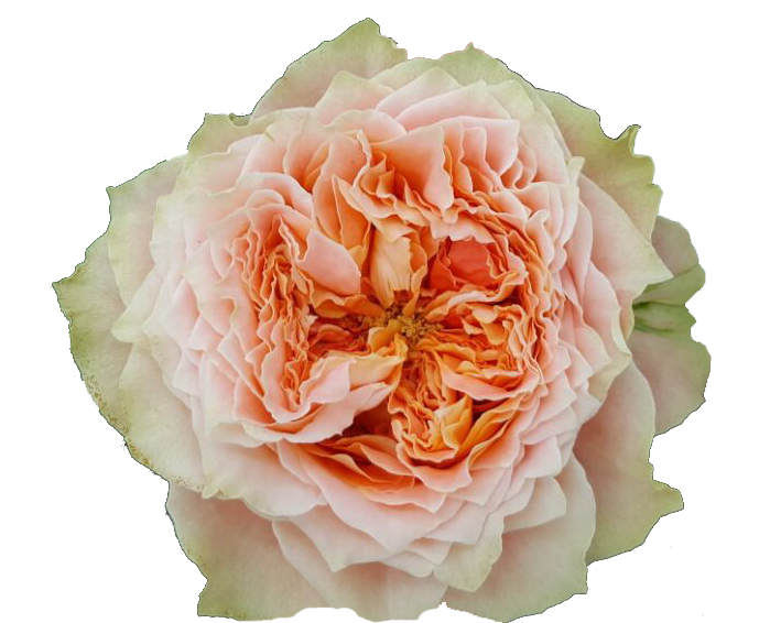 Royal Beauties: Vuvuzela, Angie Romantica, Emma Woodhouse & many more