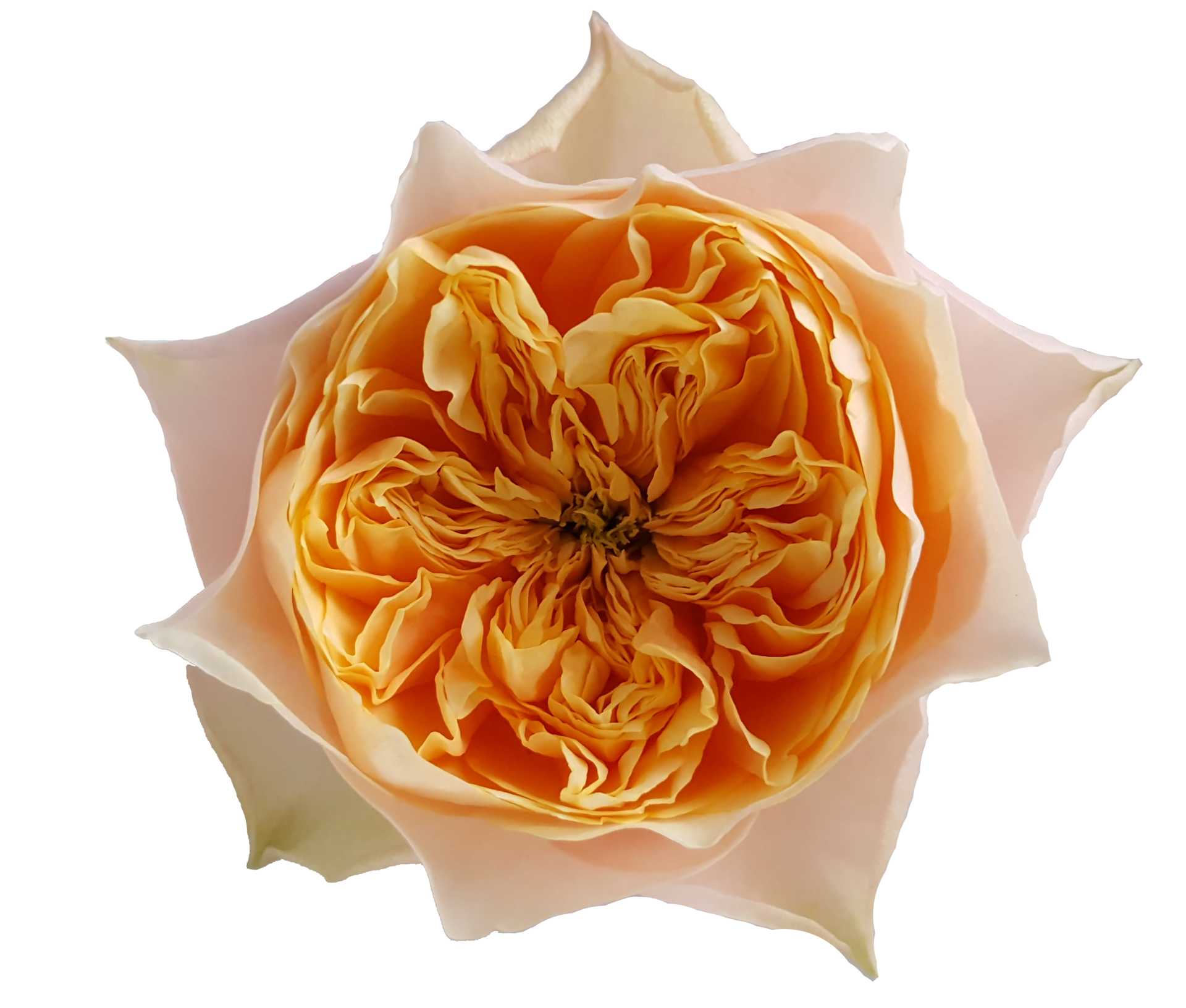 Rose Varieties