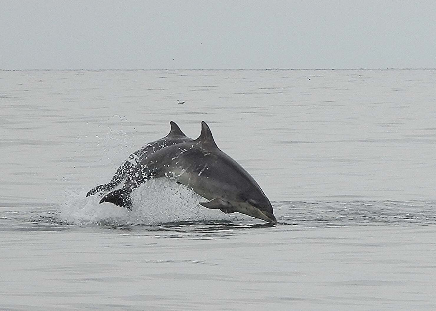 Dolphin Sightings Daily In Scarborough This Week!