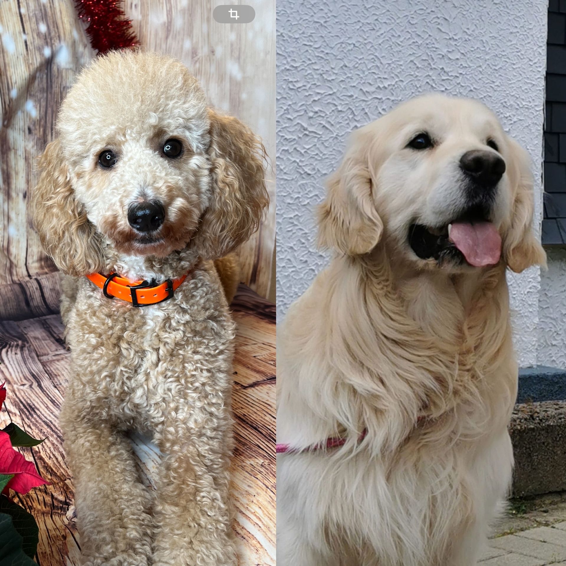 Doodle vom Rosengarten Golden- Labradoodle Von der Rose