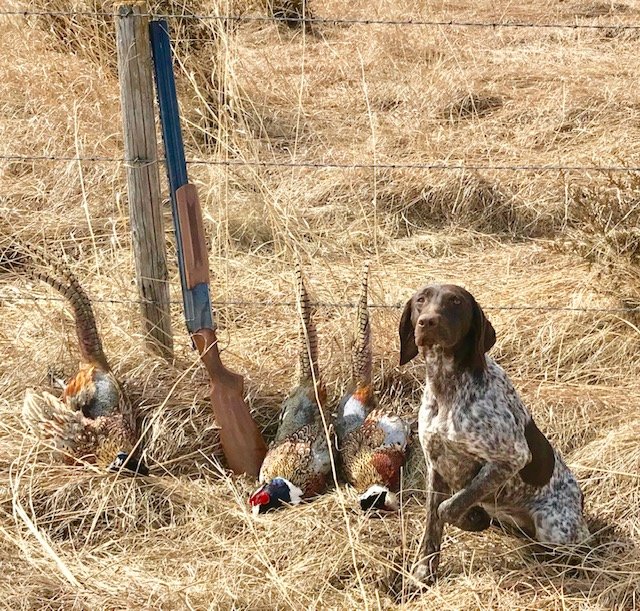 Trained Dogs | O’Neill, NE | Simon's Hunting Dogs