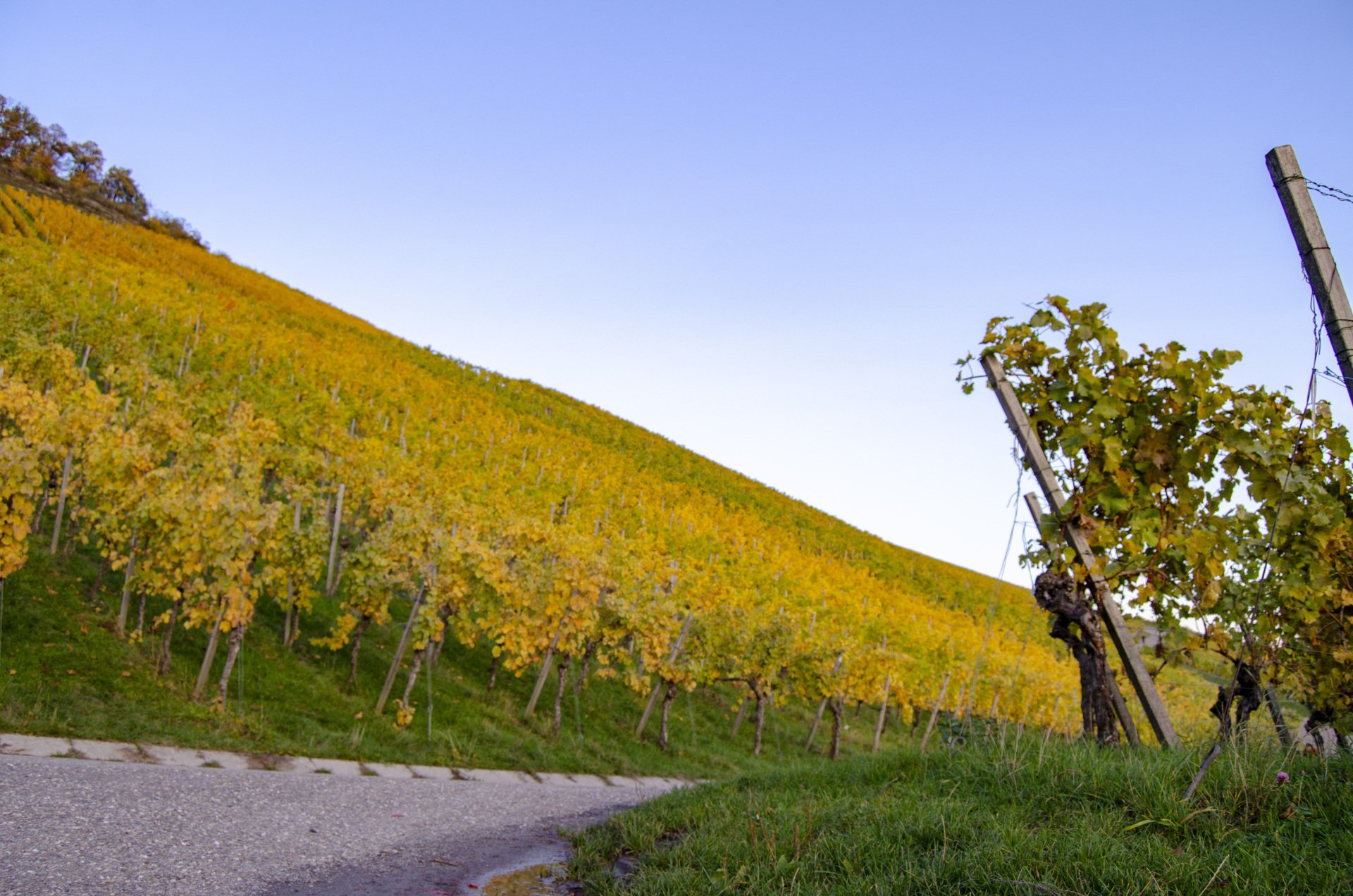 Schlosskellerei Von Gaisberg